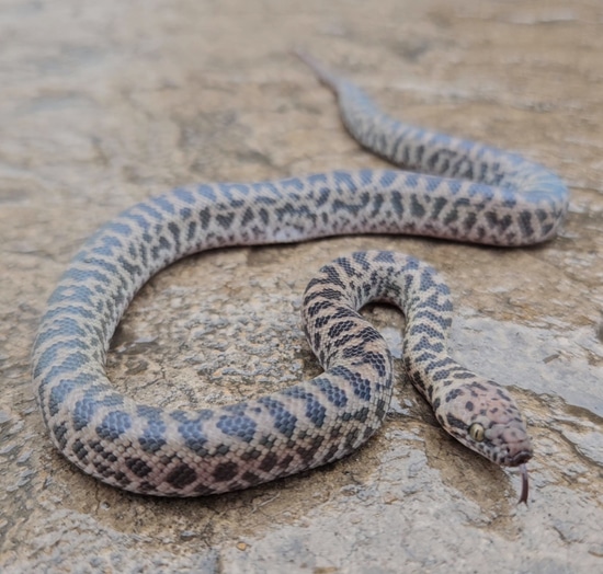 Spotted Python by DIY Serpents