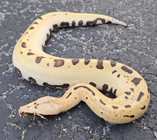 007 Ph T- Blood Python by DIY Serpents