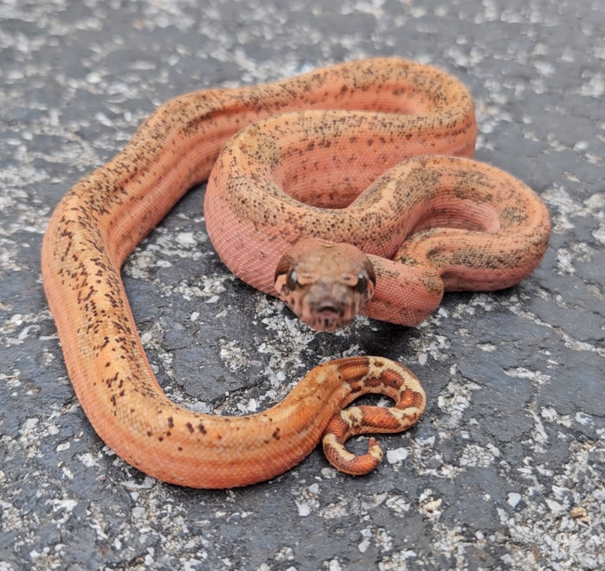 Salmon Hypo Leopard Sonoran Boa Constrictor by DIY Serpents - MorphMarket