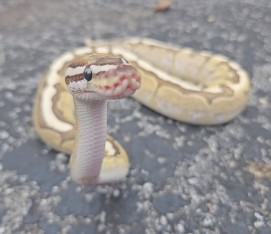 Bamboo Fire Ball Python by DIY Serpents