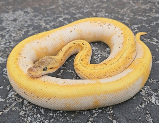 Enchi ODYB Spinner Ph Pied Ball Python by DIY Serpents