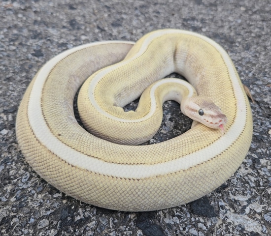 Bamboo Pastel Genetic Stripe Ball Python by DIY Serpents