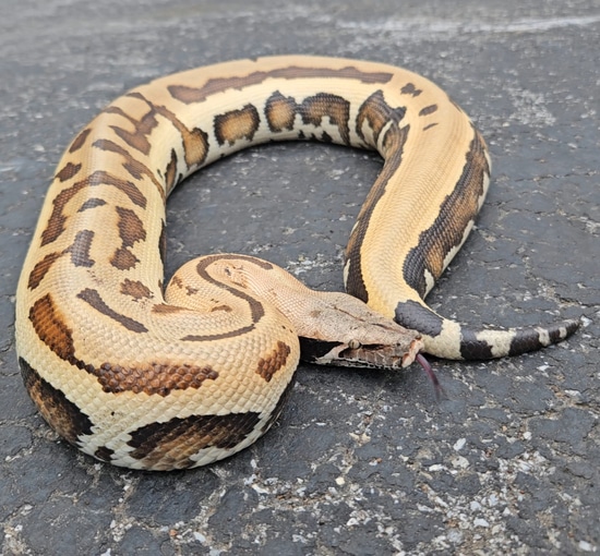 Golden Eye Ph T- Blood Python by DIY Serpents