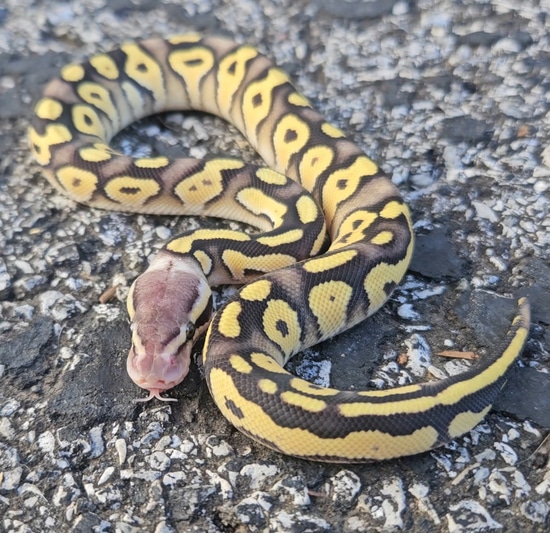Citrus Firefly Mojave Ball Python by DIY Serpents