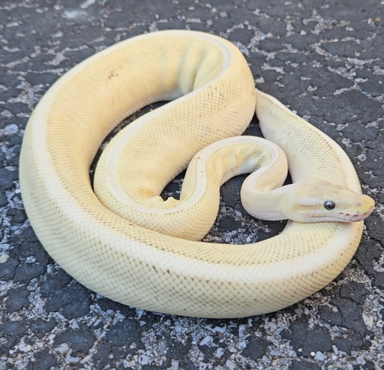 Bamboo Superfly Genetic Stripe Ball Python by DIY Serpents