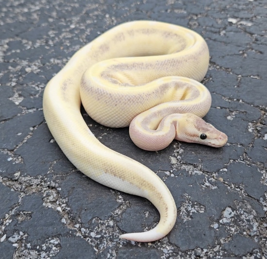 Bamboo Champagne Fire Ball Python by DIY Serpents