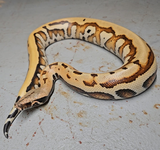 Golden Eye Het T- Blood Python by DIY Serpents