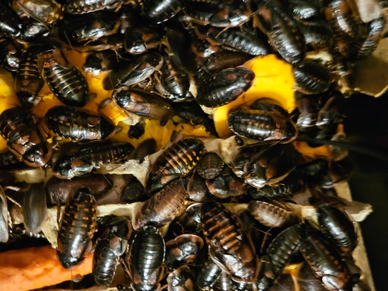 Medium/ Large Dubia Roaches, 50 Count Cockroach by Jody's Dream Isopods