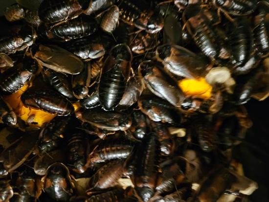 Dubia Roaches, Starter Breeding Colony,HEALTHY PROVEN, 20 Females, 7 ...