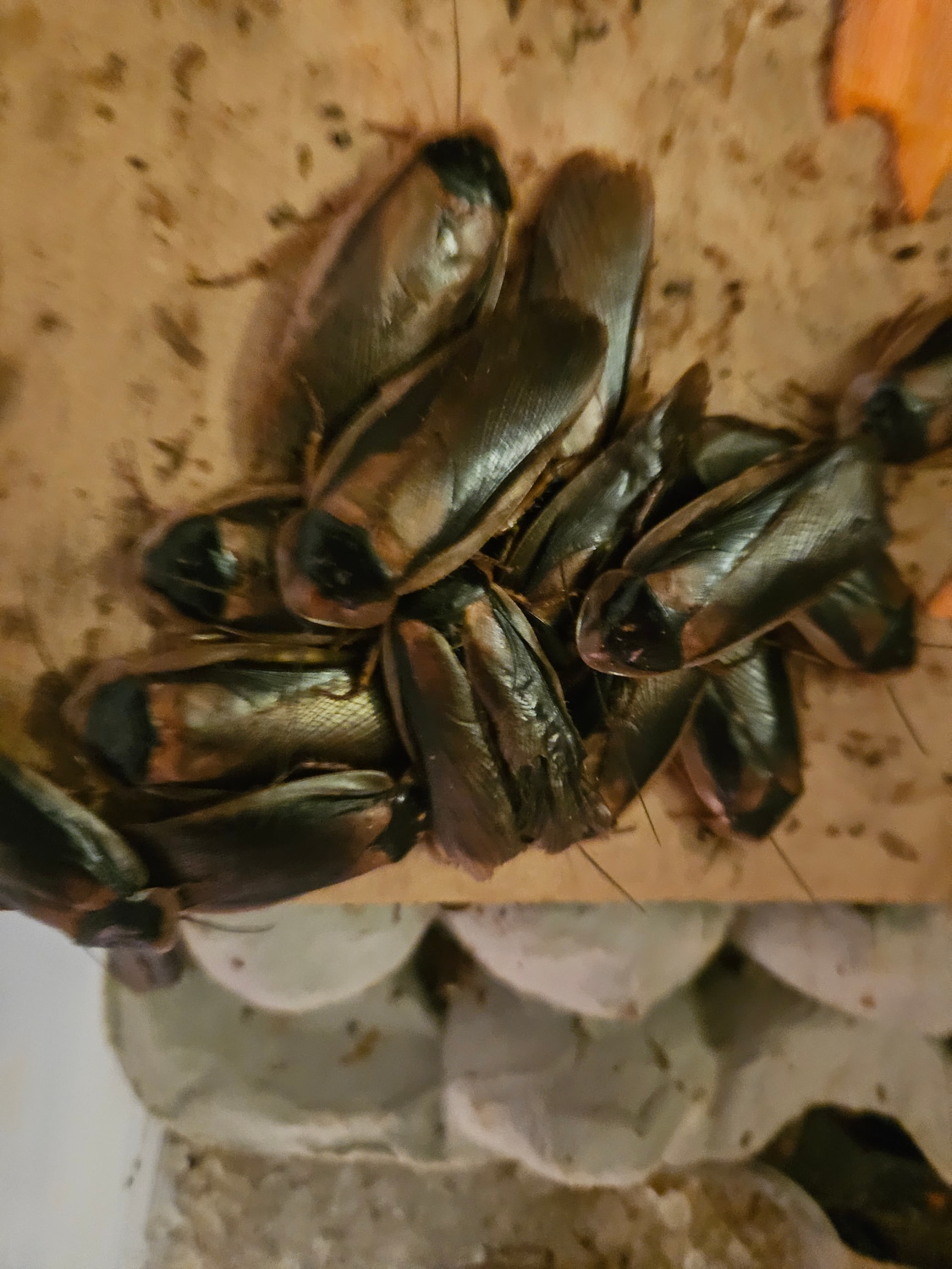 Dubia Males, 30 Count Cockroach by Jody's Dream Isopods - MorphMarket