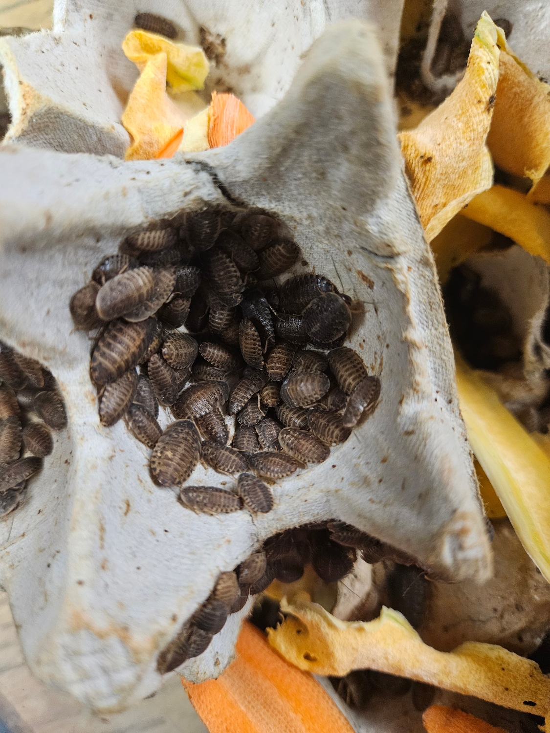 Baby Dubia Roaches!! 100 Count Other Invertebrate by Jody's Dream ...