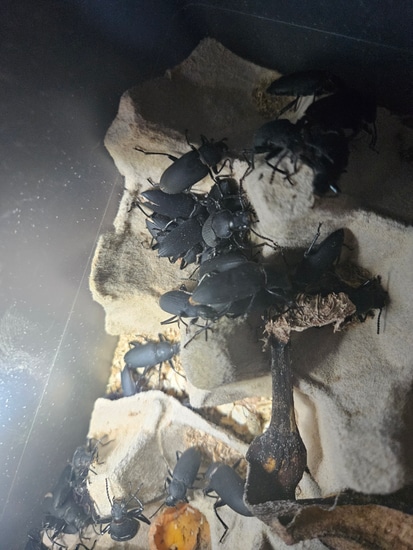 Darkling Beetles 🪲 by Jody's Dream Isopods