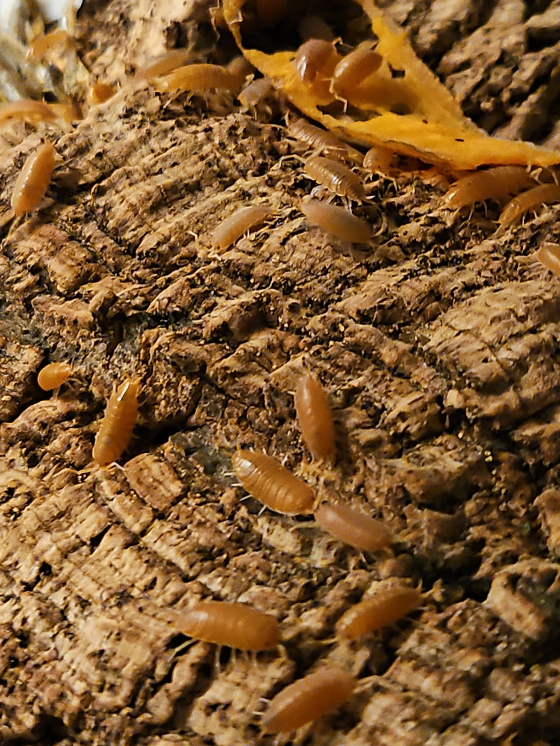 15+ Powder Orange 🍊 !° Isopod by Jody's Dream Isopods - MorphMarket