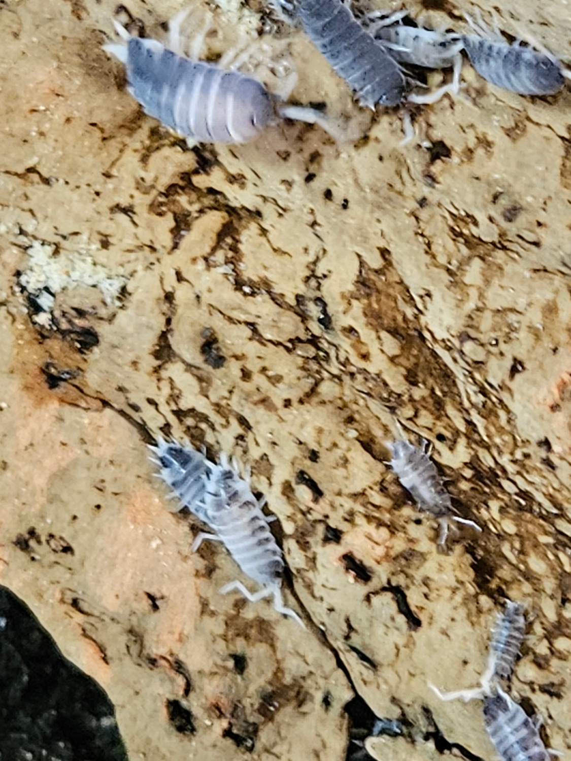 15+ Oreo Crumbles Isopod by Jody's Dream Isopods - MorphMarket