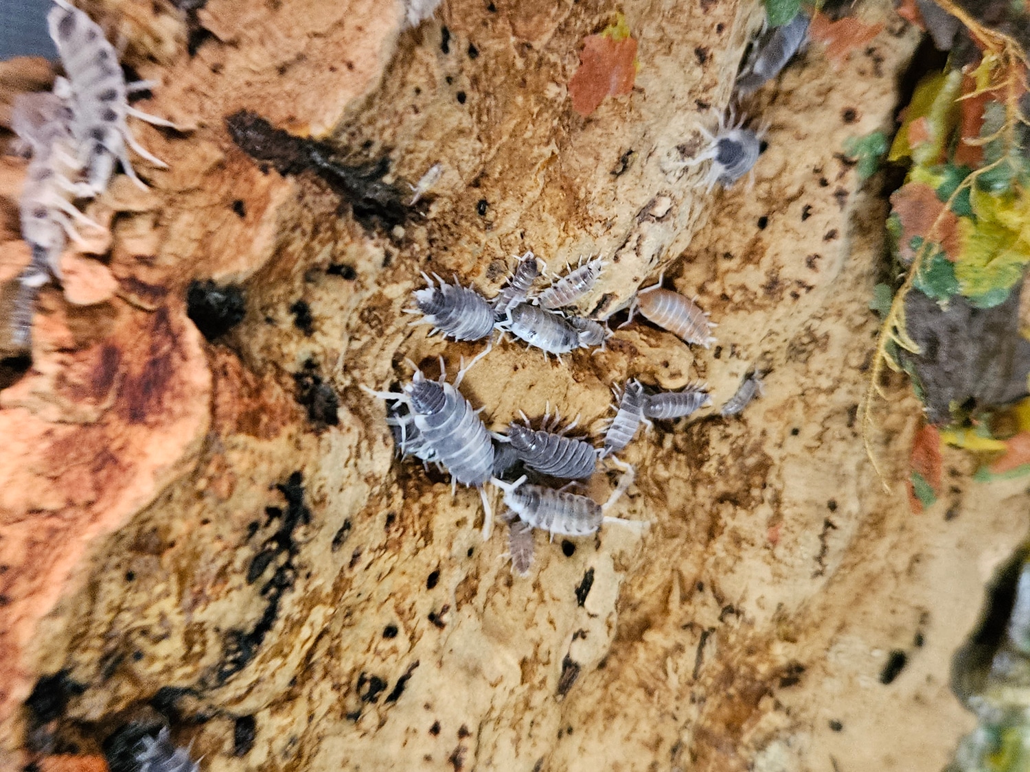 Oreo Crumbles Sale!!! $1 Isopod by Jody's Dream Isopods - MorphMarket