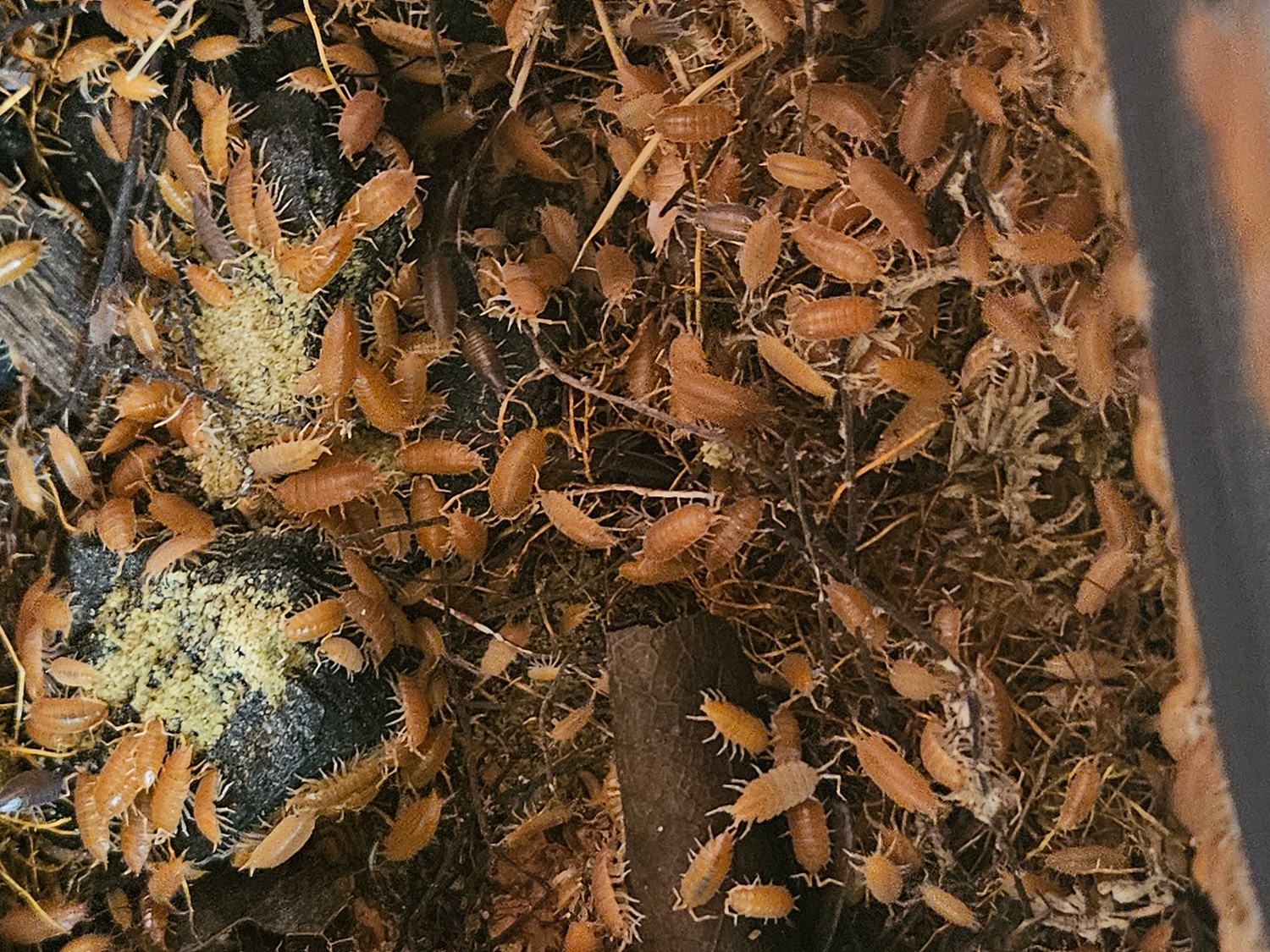 Powder Orange 🍊 20+ Isopod by Jody's Dream Isopods - MorphMarket