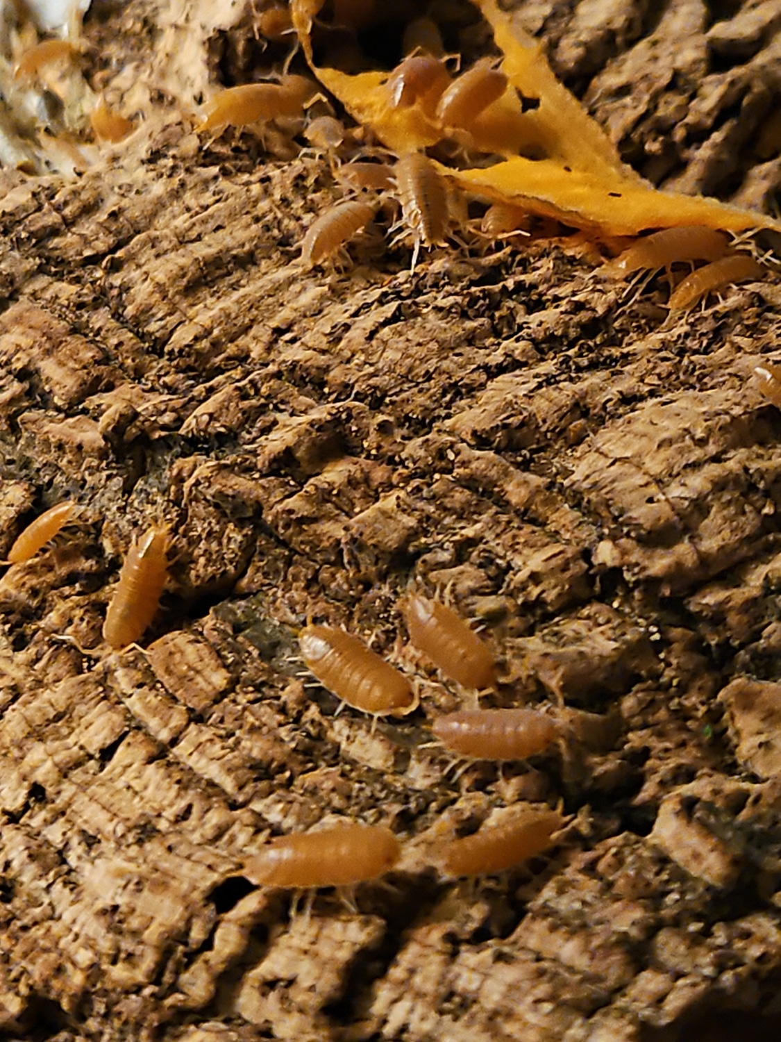 Powder Orange, Blowout Sale!!!!20+ Ct. Isopod by Jody's Dream Isopods ...