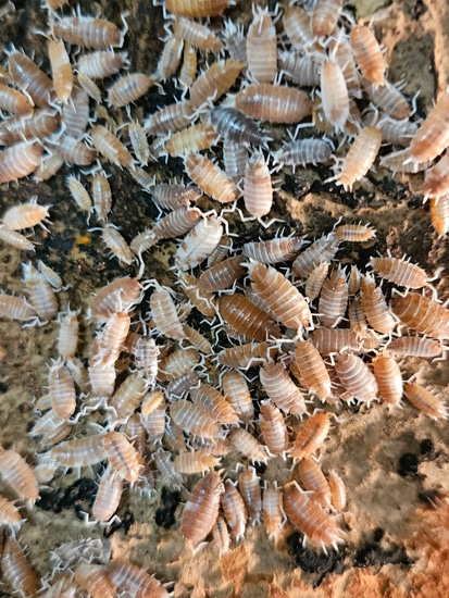 Orange 🍊 Cream Isopods 15+++ by Jody's Dream Isopods