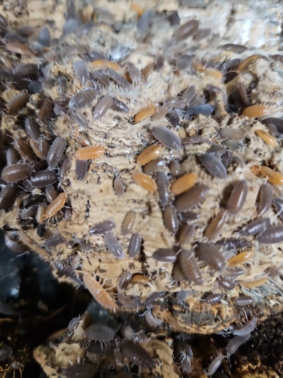 0.91 Cents Each !!! POWDER ORANGE/BLUE MIX ISOPODS ,....FREE GIFT ...