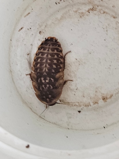 GIGANTIC CAVE ROACHES 8 Count Cockroach by Jody's Dream Isopods