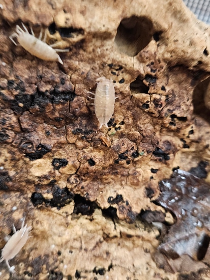 Powder Pink Isopods, 6count by Jody's Dream Isopods