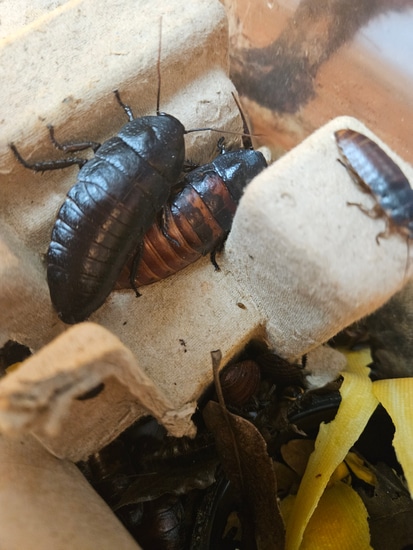 Madagascar Hissing Cockroaches, PET ONLY!!! by Jody's Dream Isopods