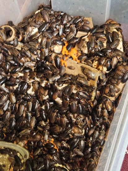 500++ Tiny Dubia Roaches 50.00 Cockroach by Jody's Dream Isopods