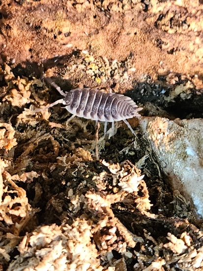 Hoffmanseggi Isopods 5 Count by Jody's Dream Isopods
