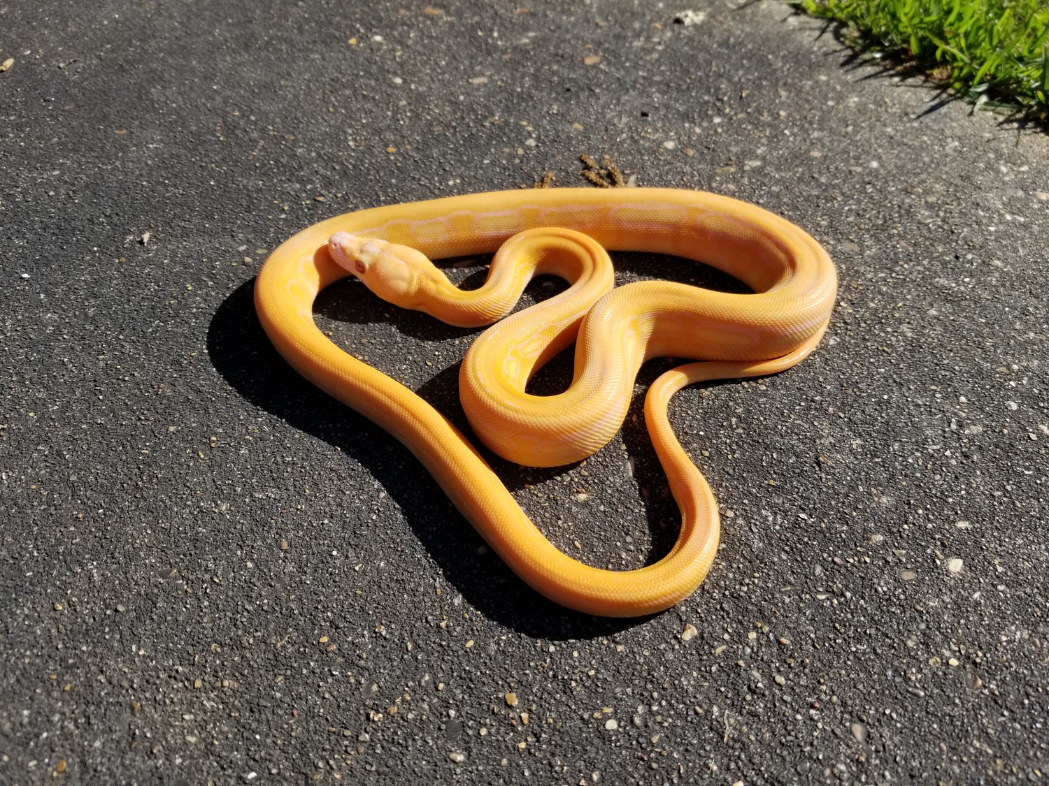 Lavender Super Tiger Sunfire Reticulated Python by A&J Exotics ...