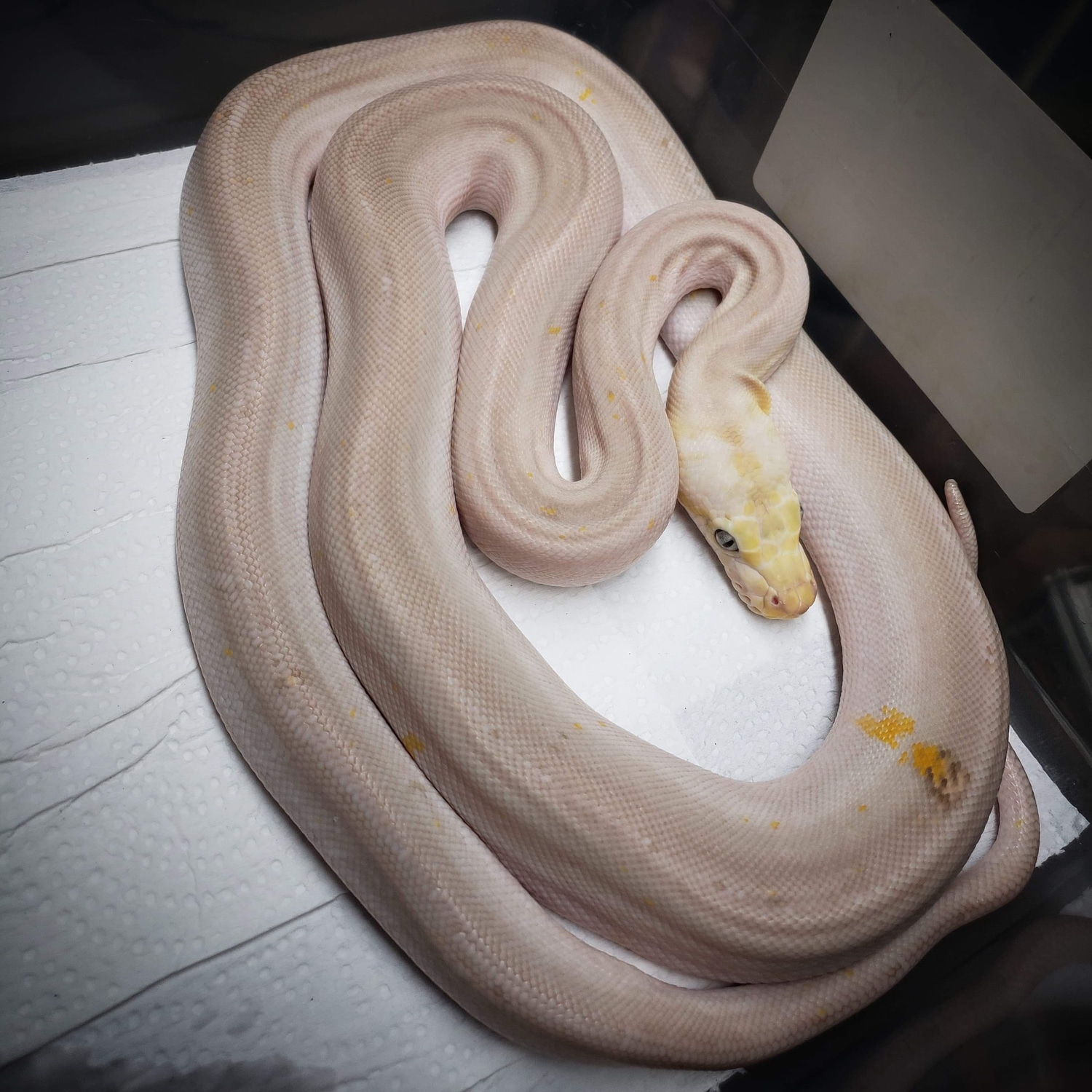 Orange Glow Super Motley Paradox Possible Tiger Reticulated Python by A ...