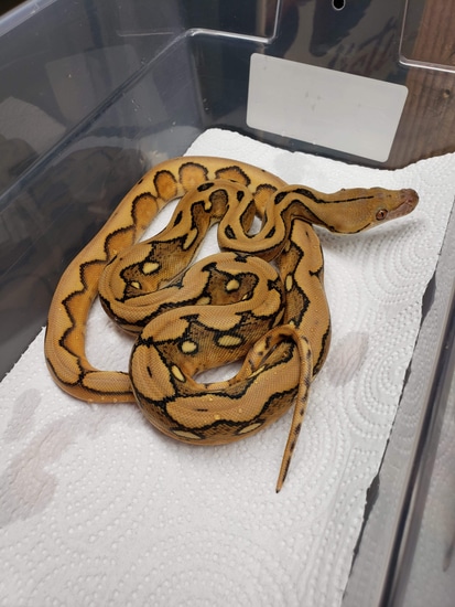 Suntiger Het Albino Reticulated Python by A&J Exotics