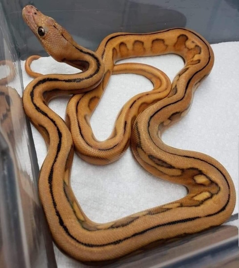 Super Tiger Sunfire Het White Albino Reticulated Python by A&J Exotics