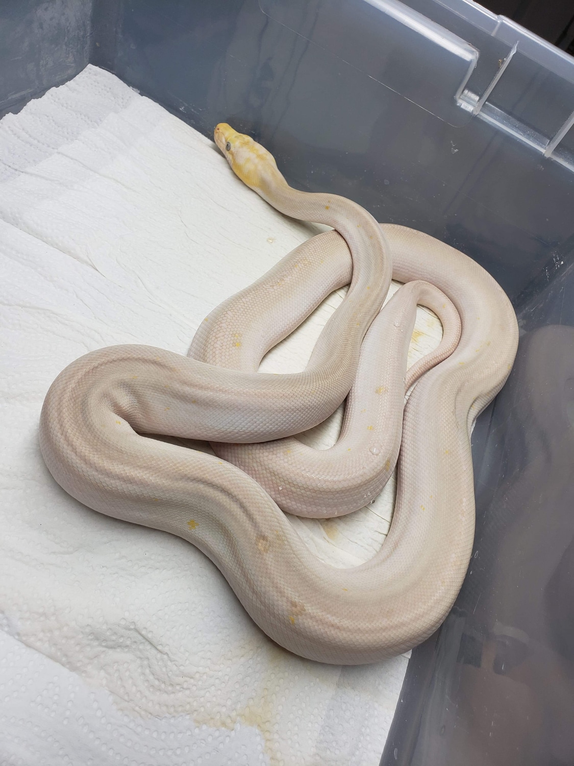 Orange Glow Super Motley Possible Tiger Reticulated Python by A&J ...