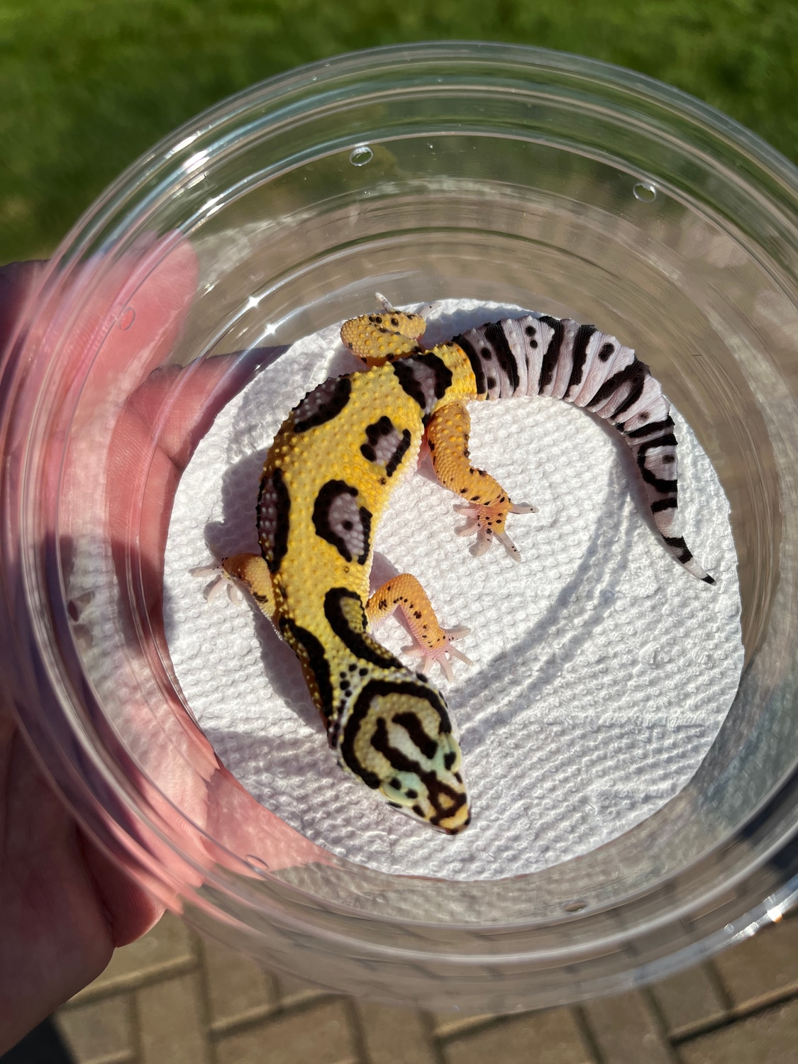 Beautiful TSF Extreme Bold Leopard Gecko by Twisted by Design Ball ...