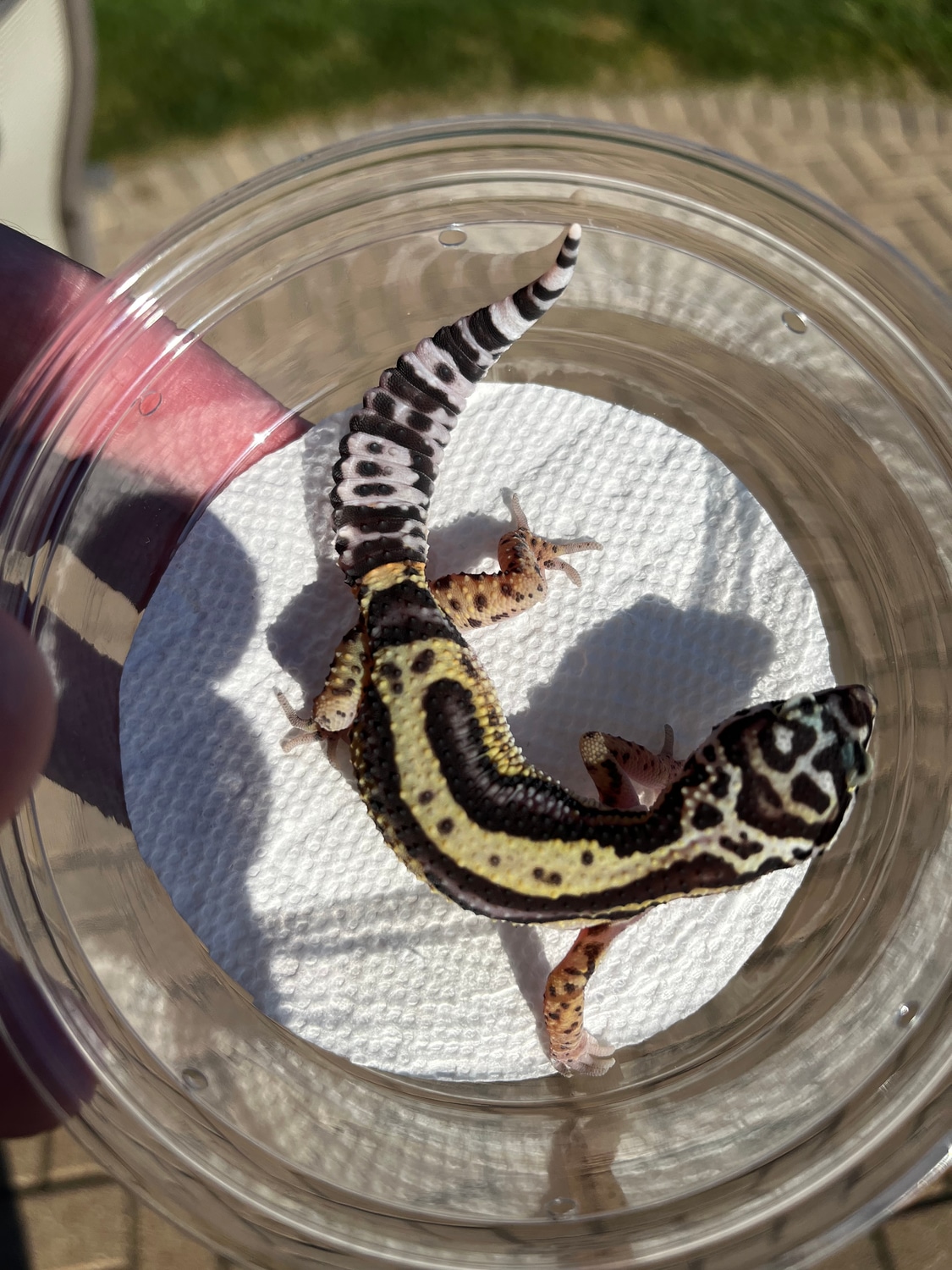Beautiful TSF Extreme Bold (Striped) Leopard Gecko by Twisted by Design ...