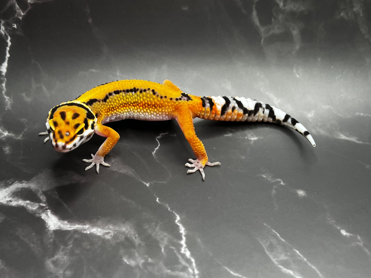 Tangerine Bold TSF Leopard Gecko by Twisted by Design Ball Pythons ...