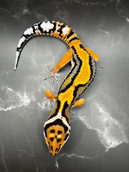 2024 Bengal Fire Bold TSM Leopard Gecko by Twisted by Design LLC