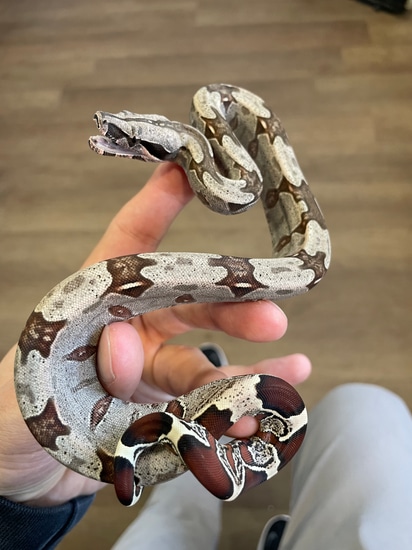 Female Suriname Boa - F2 True Red-Tailed Boa Constrictor by The True Locale