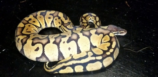 Pastel Vanilla Orange Dream Trick Ball Python by Paradise Pythons