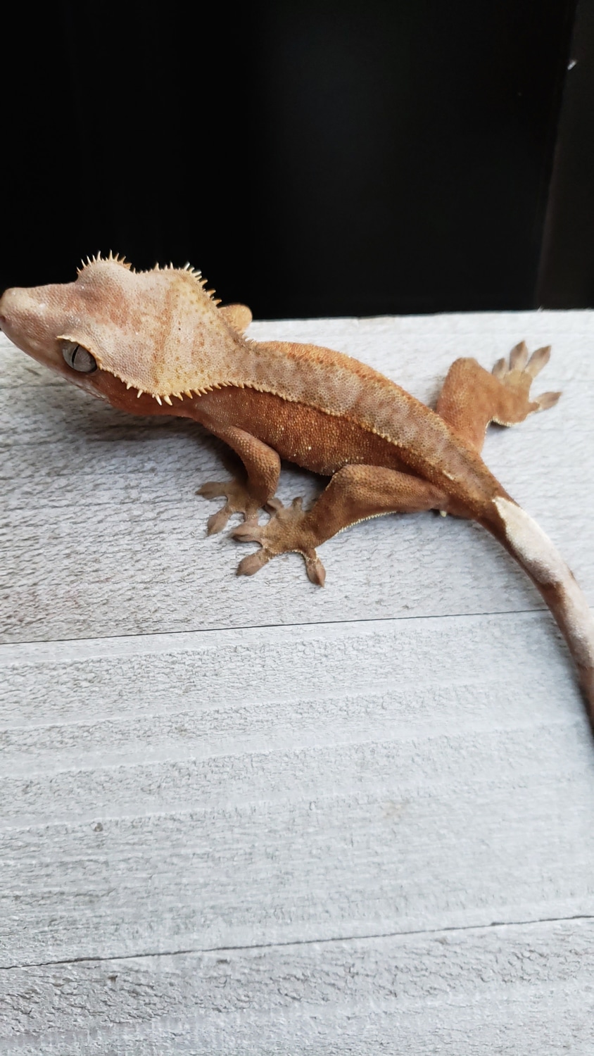 Red BiColor Crested Gecko by JoeGecko - MorphMarket