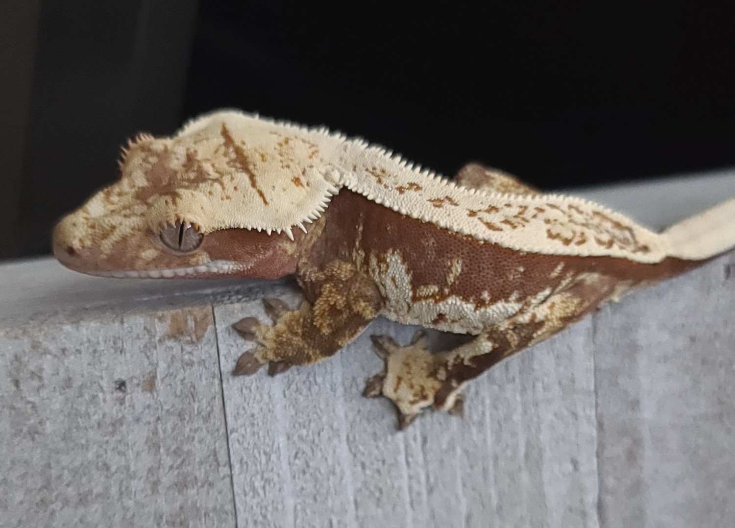 Female Crested Gecko by JoeGecko - MorphMarket