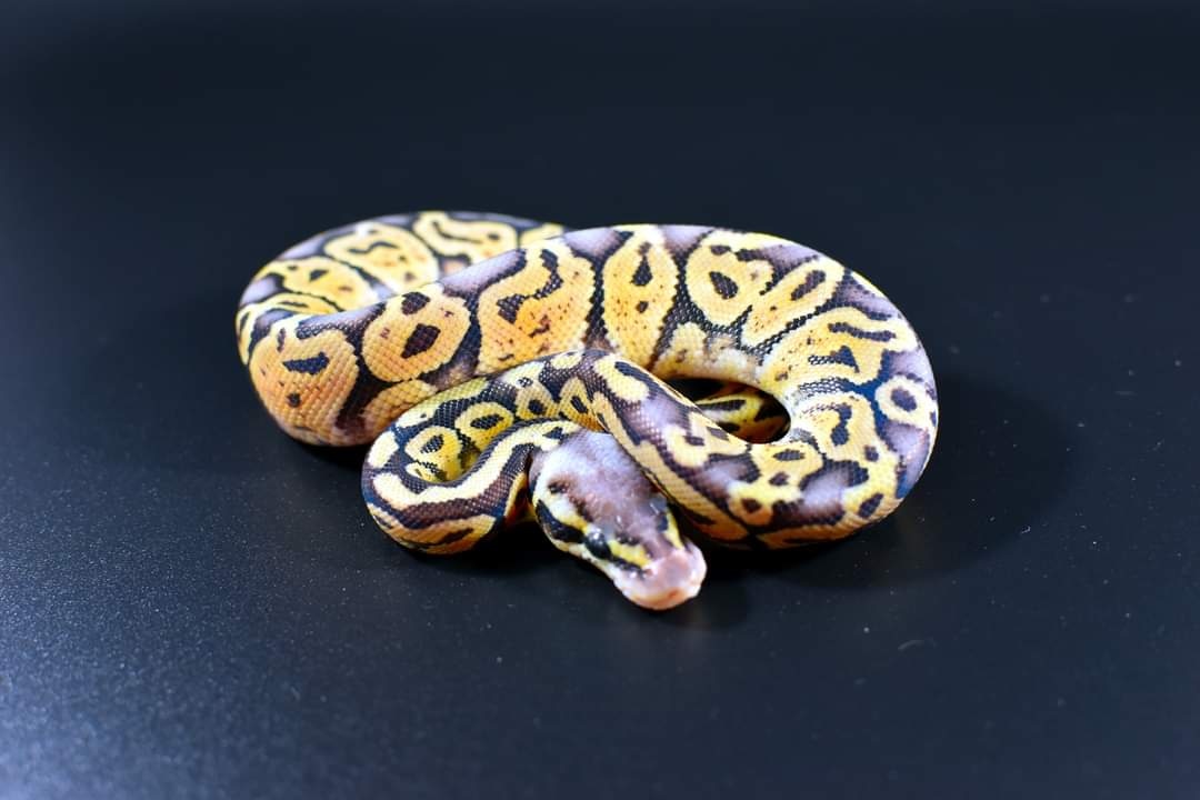 Superfly Ball Python by D. Smith Reptiles - MorphMarket