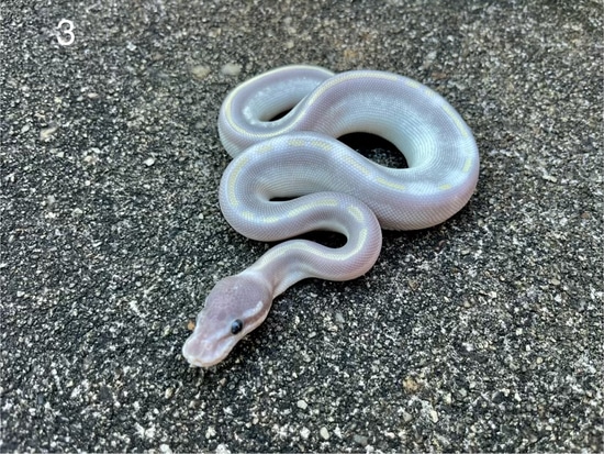 Mystic Potion Ball Python by Joe Ellis Reptiles
