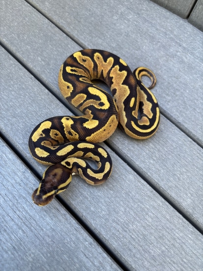 1.0 Orange Dream Yellow Belly 100% Het. Pied Ball Python by Joe Ellis ...