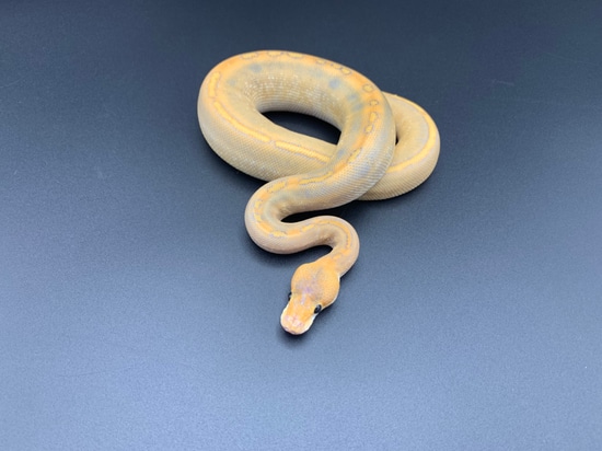 Champagne Hypo Ball Python by Rascal Reptiles