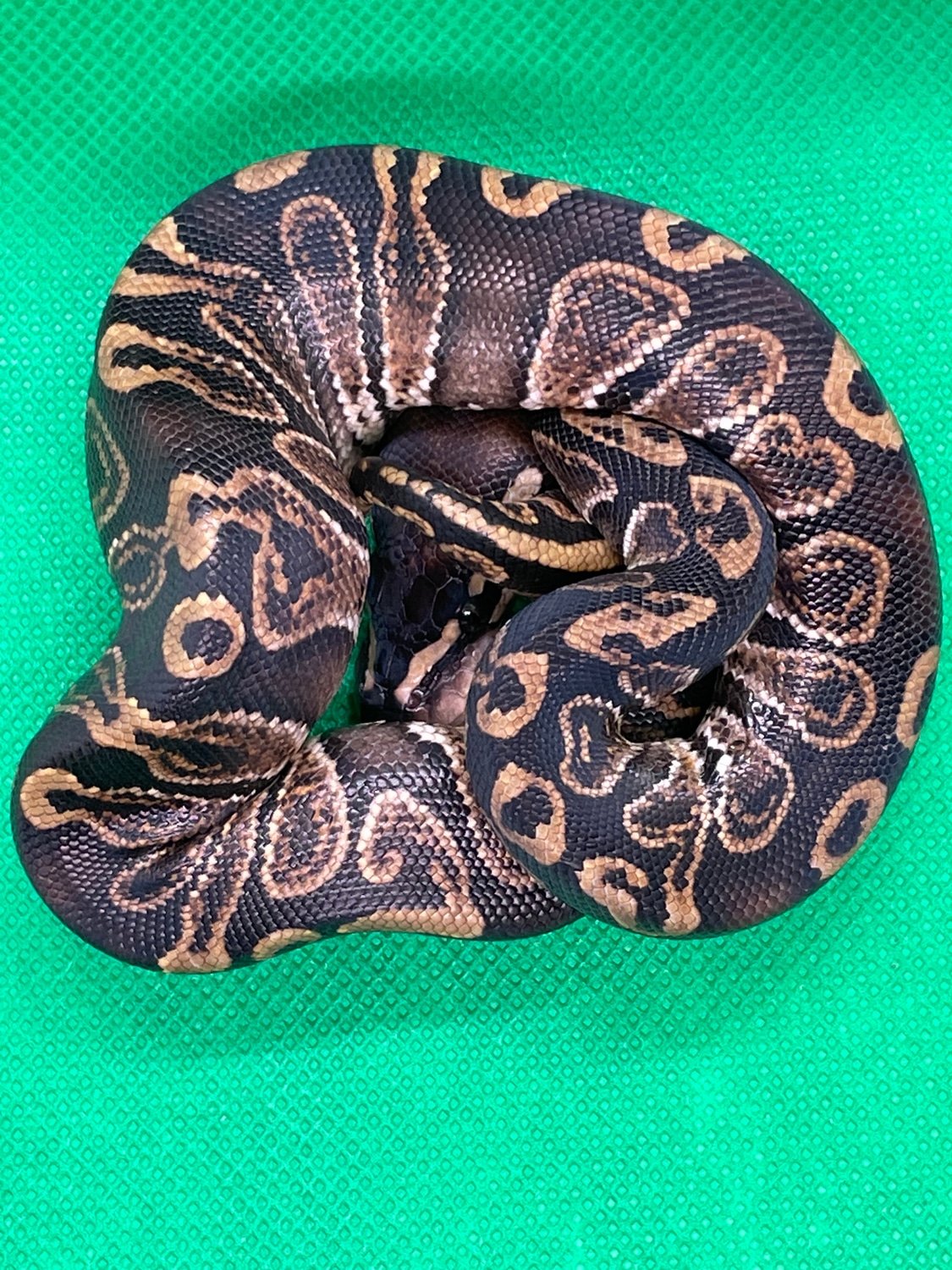 Ghi Male. Ball Python by J.T.’s balls & stuff - MorphMarket