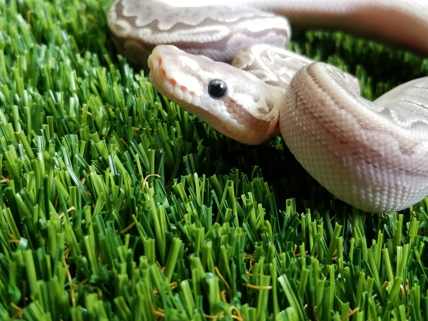 Smiley Bamboo Black Pewter Ball Python by Seventh Level Reptiles ...
