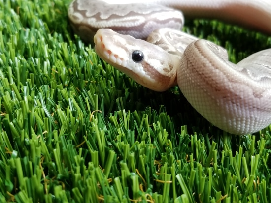 Smiley Bamboo Black Pewter Ball Python by Seventh Level Reptiles