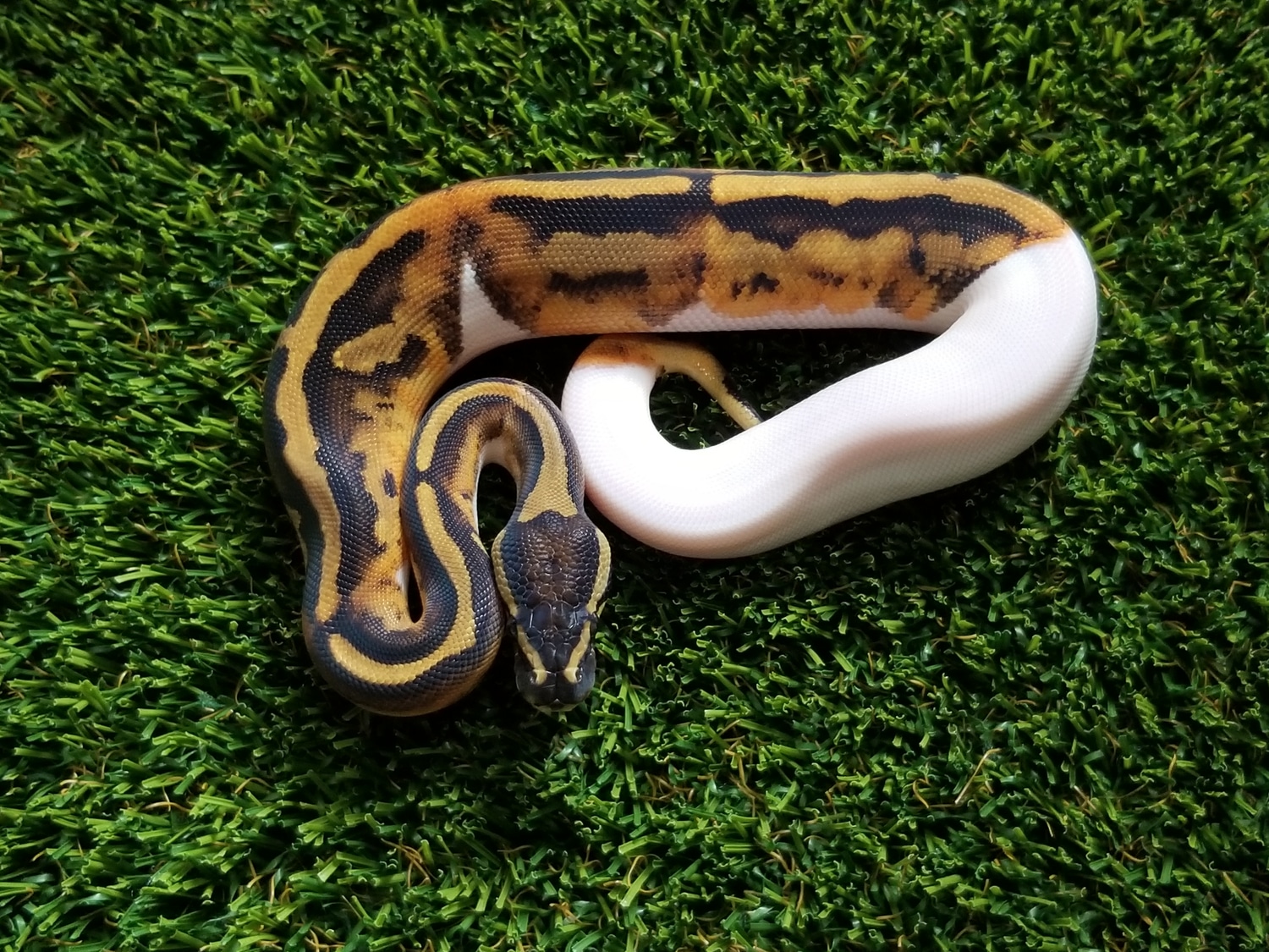 Funky Pied Female Ball Python by Seventh Level Reptiles - MorphMarket