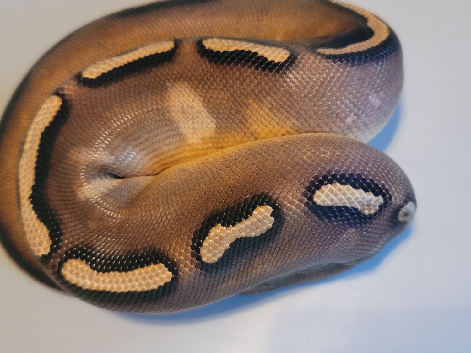 Stunning Black Pastel GHI Lesser YB Ball Python by Seventh Level ...